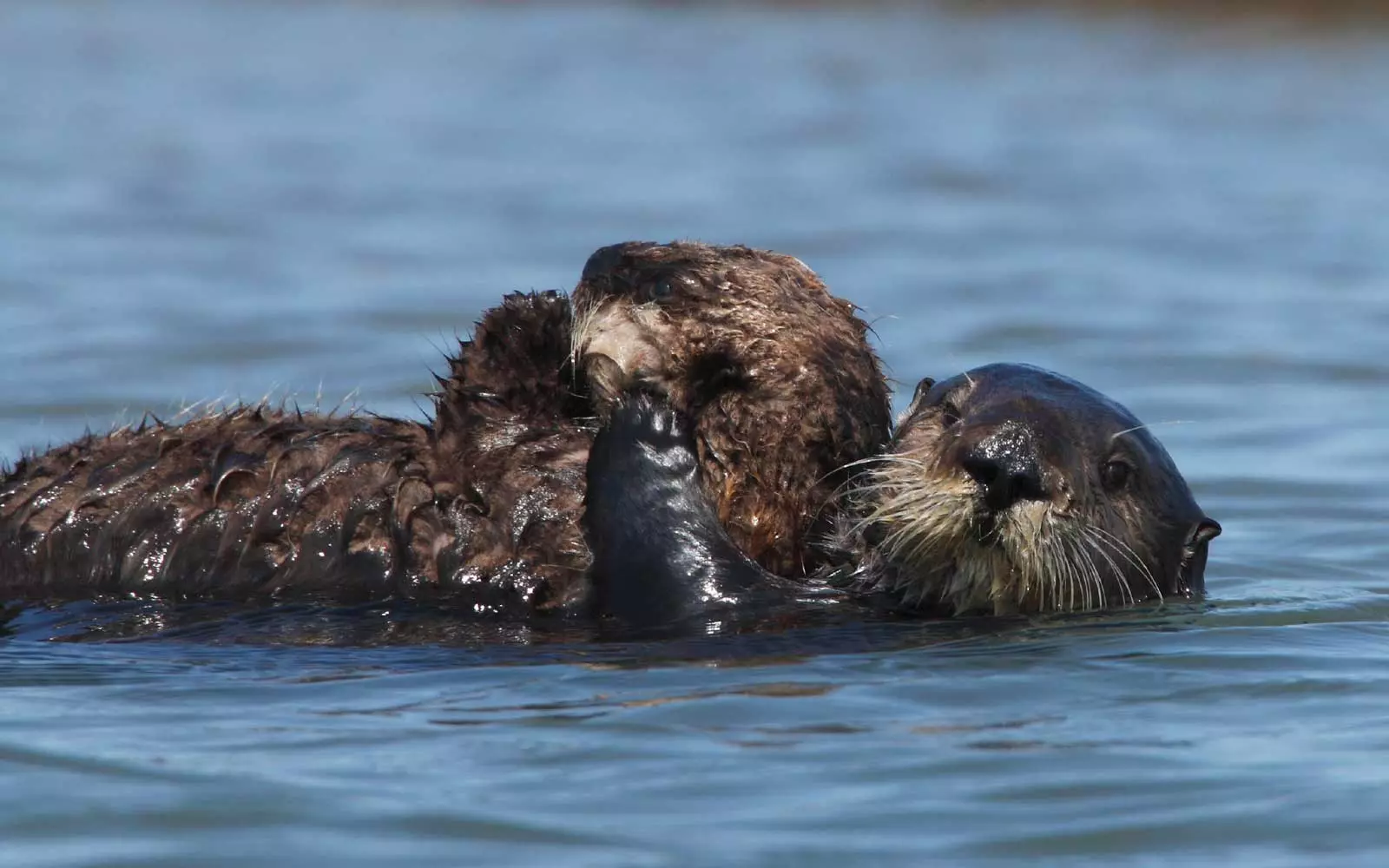 Ang Monterey Bay Aquarium ay naglabas ng naulilang otter upang pumalit kay otter na ina