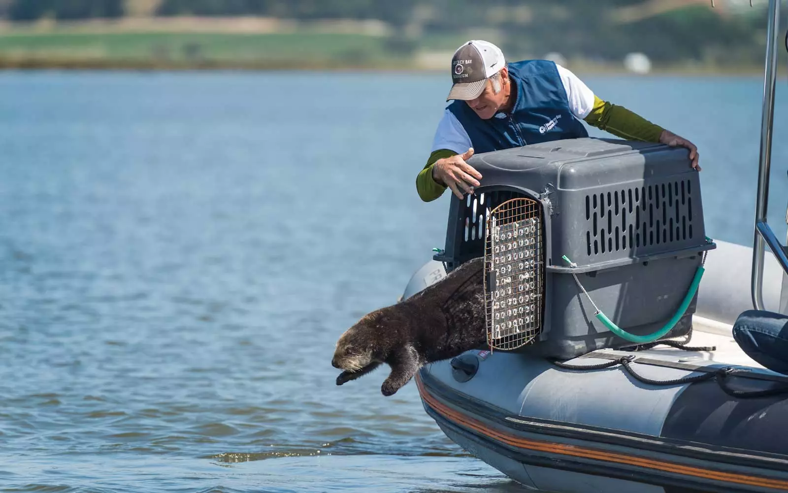 Ang Monterey Bay Aquarium ay naglabas ng naulilang otter upang pumalit kay otter na ina