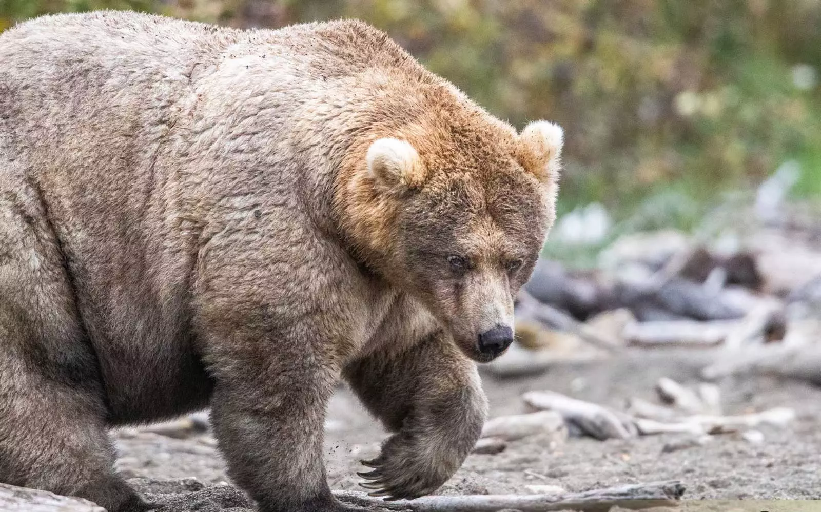 Katmai Taman Nasional & ngawétkeun