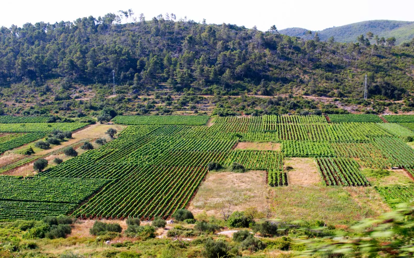 Smokvica szőlőültetvények Korculán Smokvica faluban Korcula szigetén. Vinarija Toreta Pincészet, Smokvica város. Peljesac-félsziget. Dalmát tengerpart, Horvátország