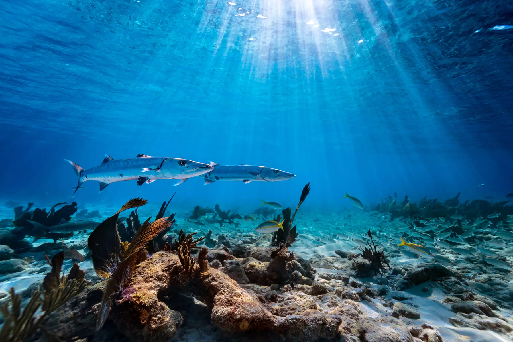 Mawonedwe apansi pamadzi a barracudas awiri, Islamorada, Florida