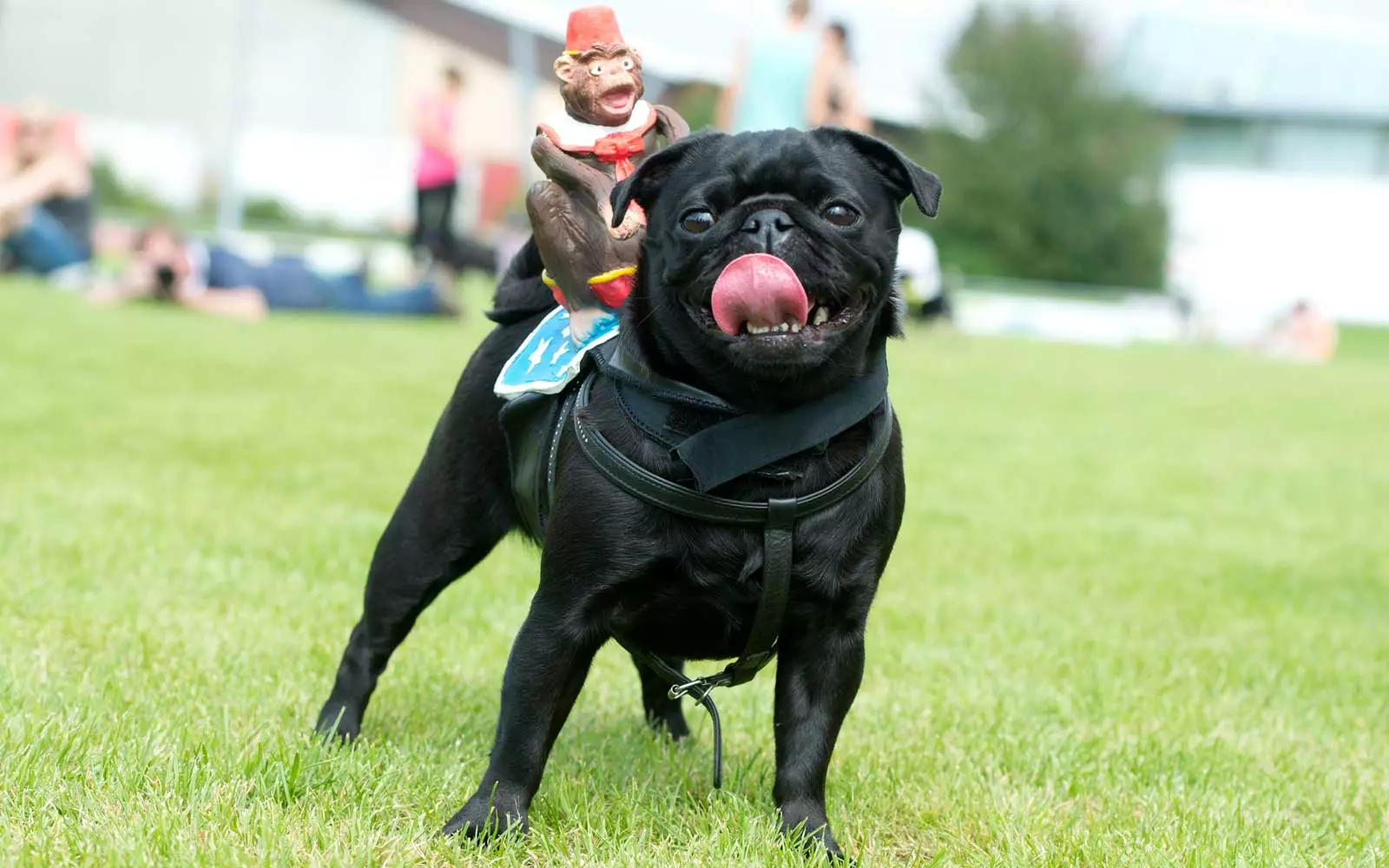 Balapan Pug lan Bulldog ing Wernau, Jerman