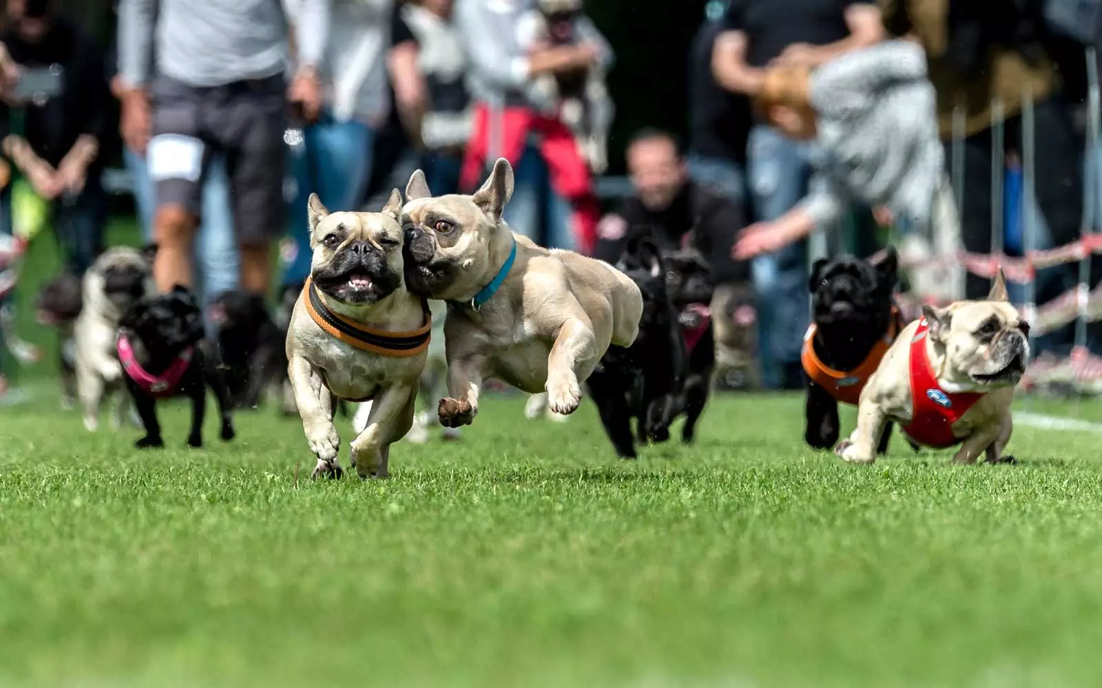 Balapan Pug lan Bulldog ing Wernau, Jerman