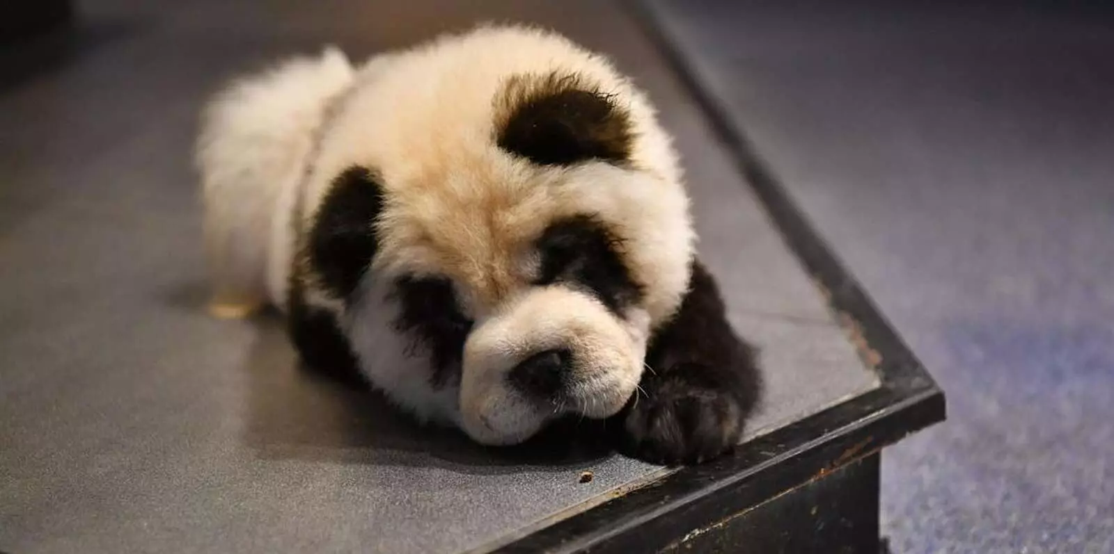 Il Chinese Animal Cafe affronta il contraccolpo dopo aver tinto i cani per assomigliare a panda giganti