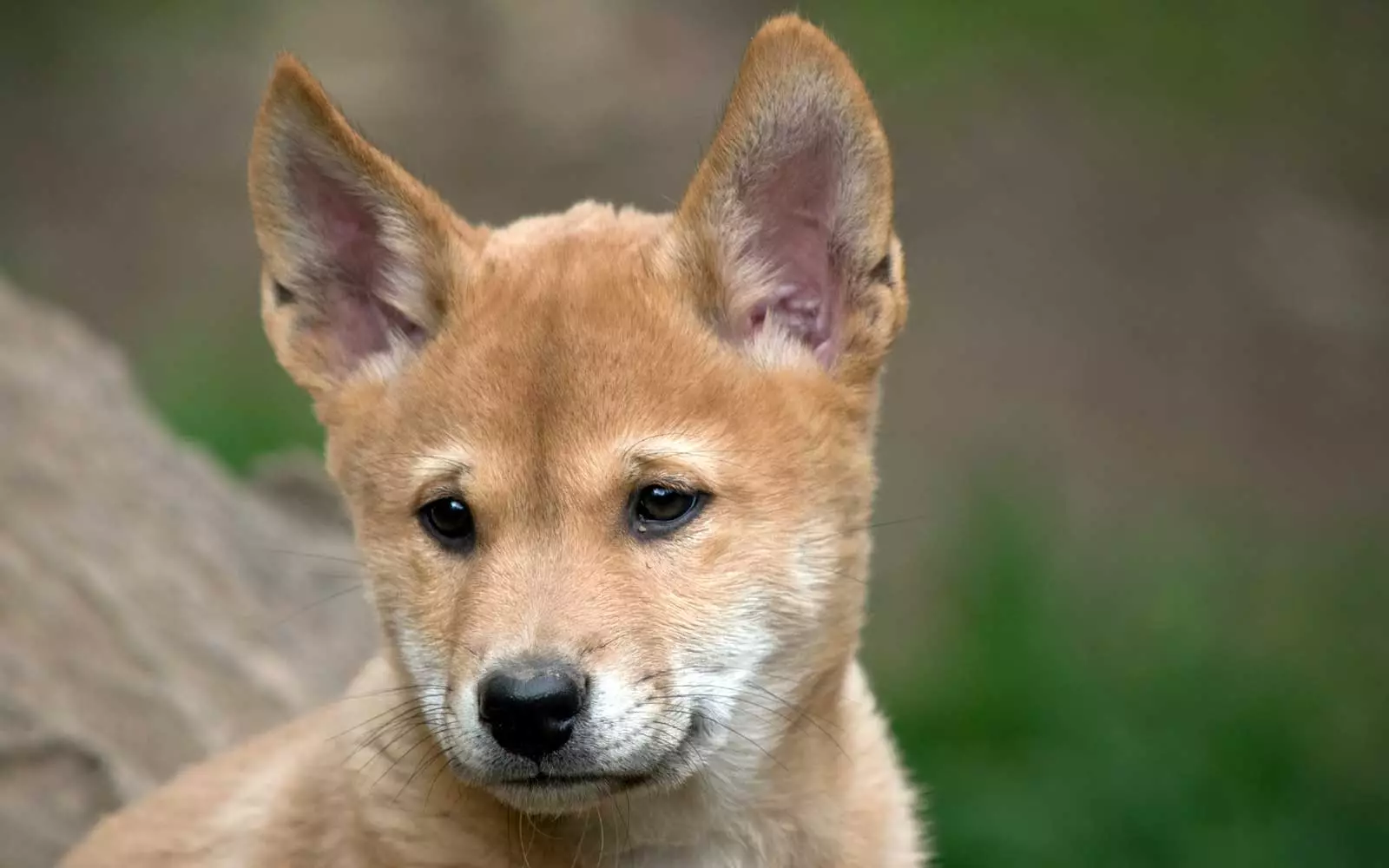 Anak anjing Dingo