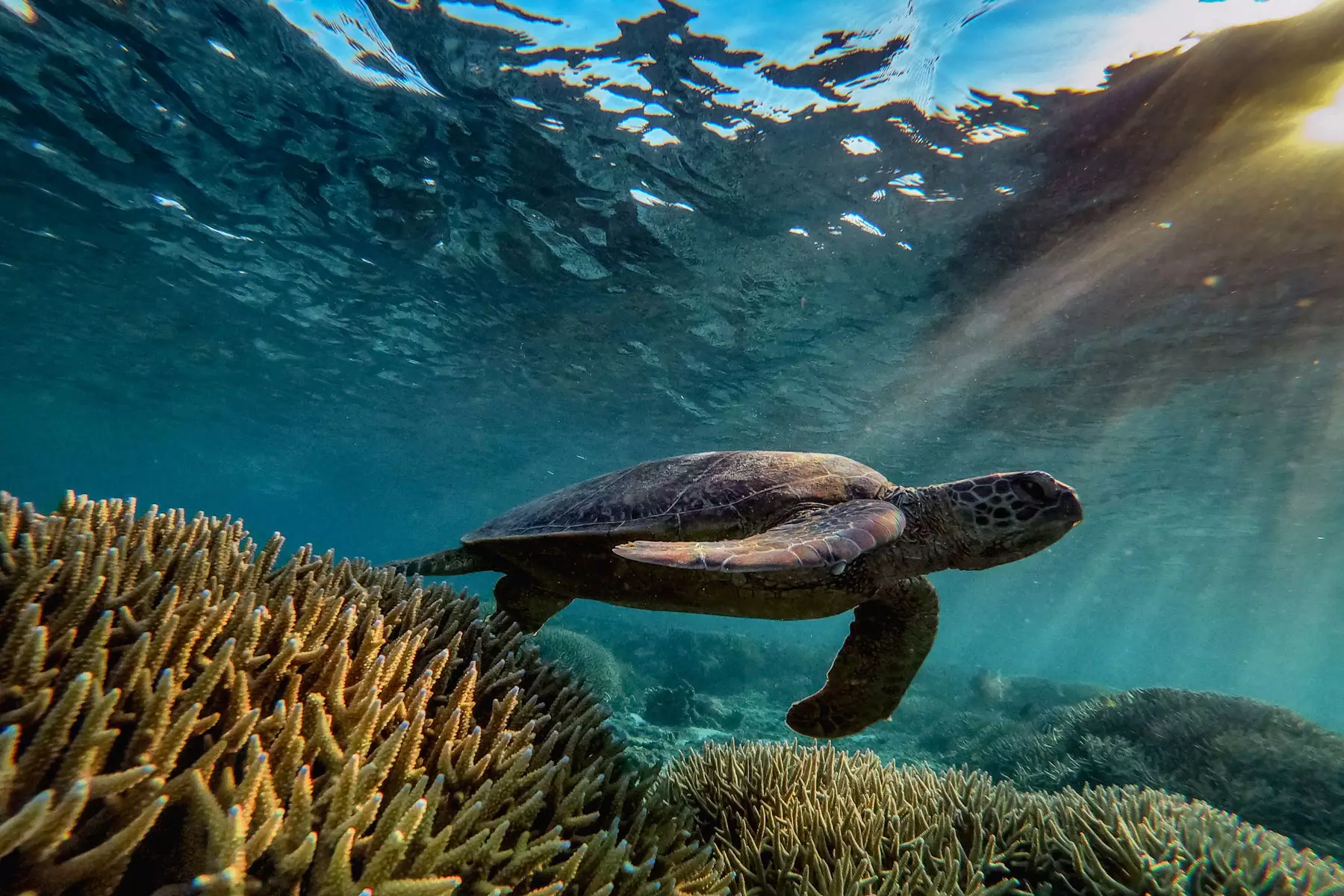 turtle ea setulo e sesa ho pholletsa le Great Barrier Reef
