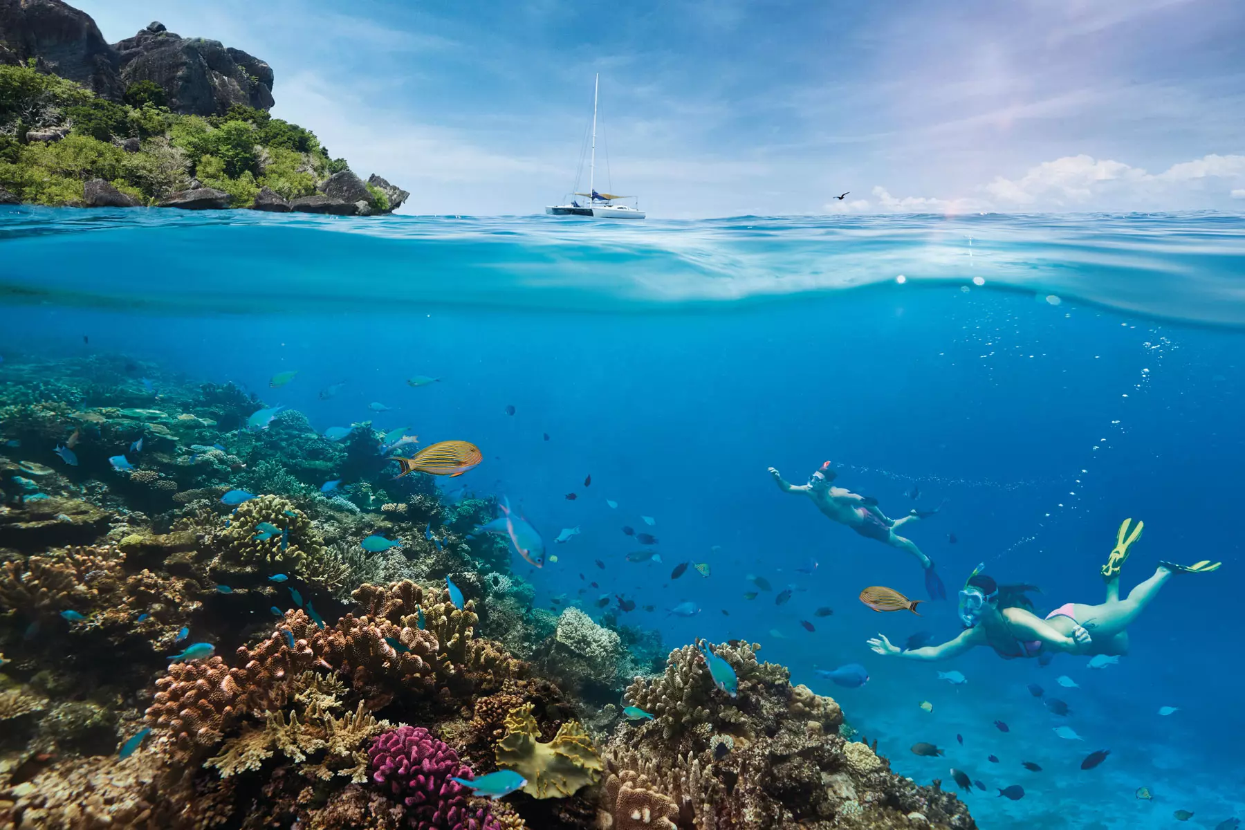 Fijida baliq bilan sho'ng'in