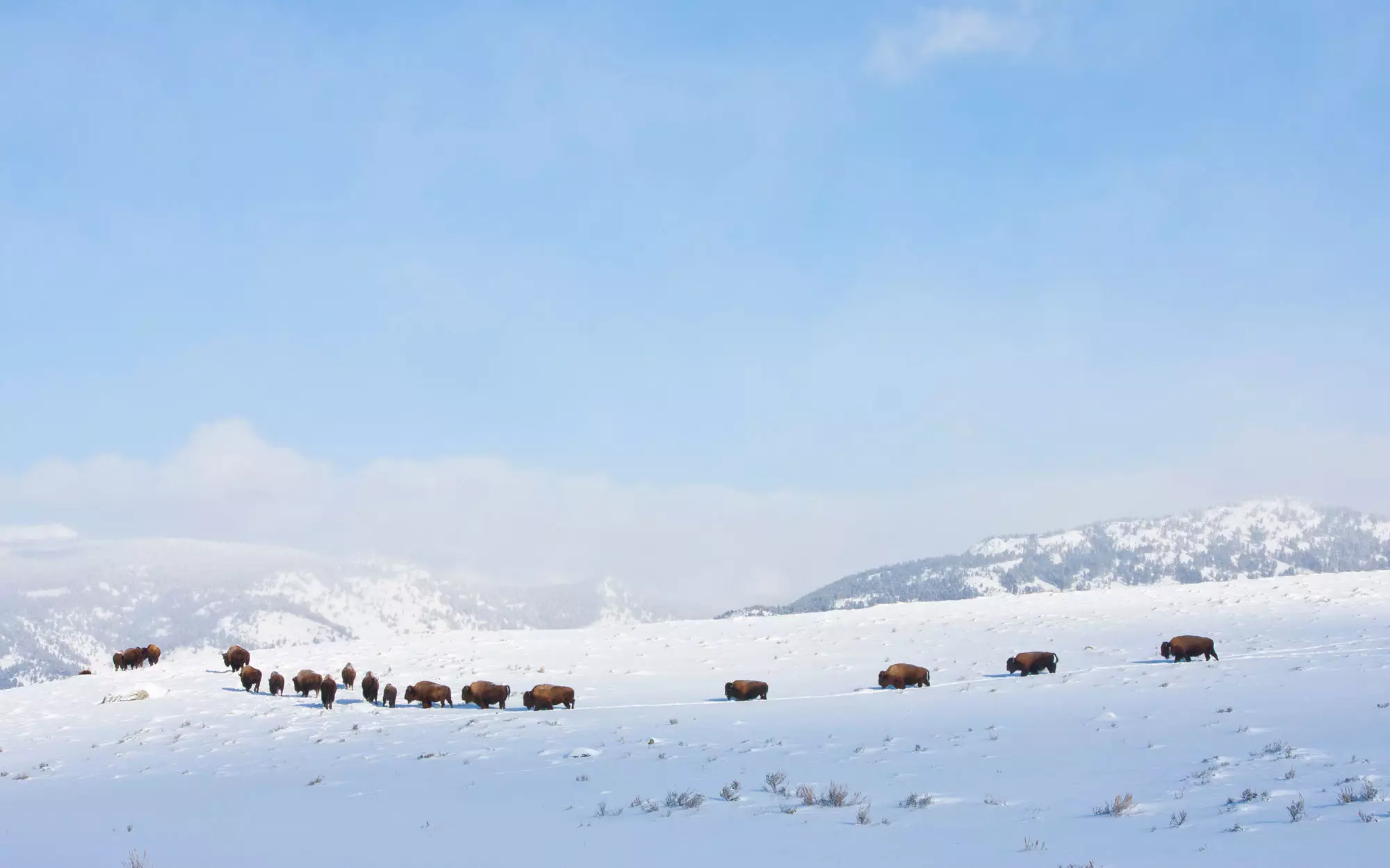 Vườn quốc gia Yellowstone Buffalo