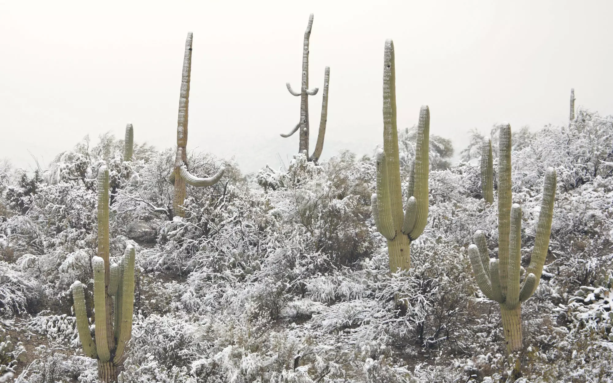 Vườn quốc gia Saguaro Mùa đông Arizona