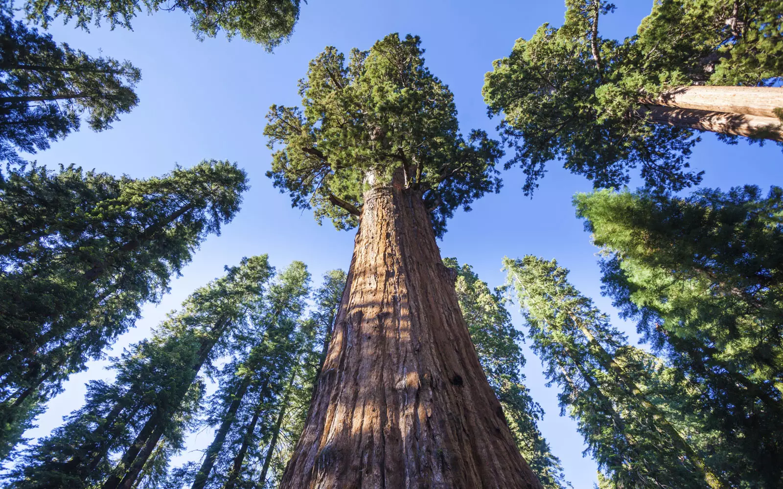 Rừng khổng lồ, Vườn quốc gia Sequoia và Kings Canyon, CA