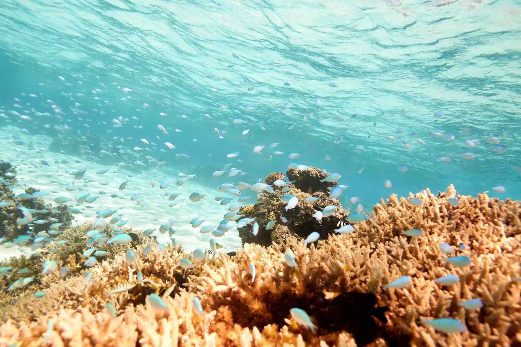 Coral ati eja pipa ni etikun ti Fiji