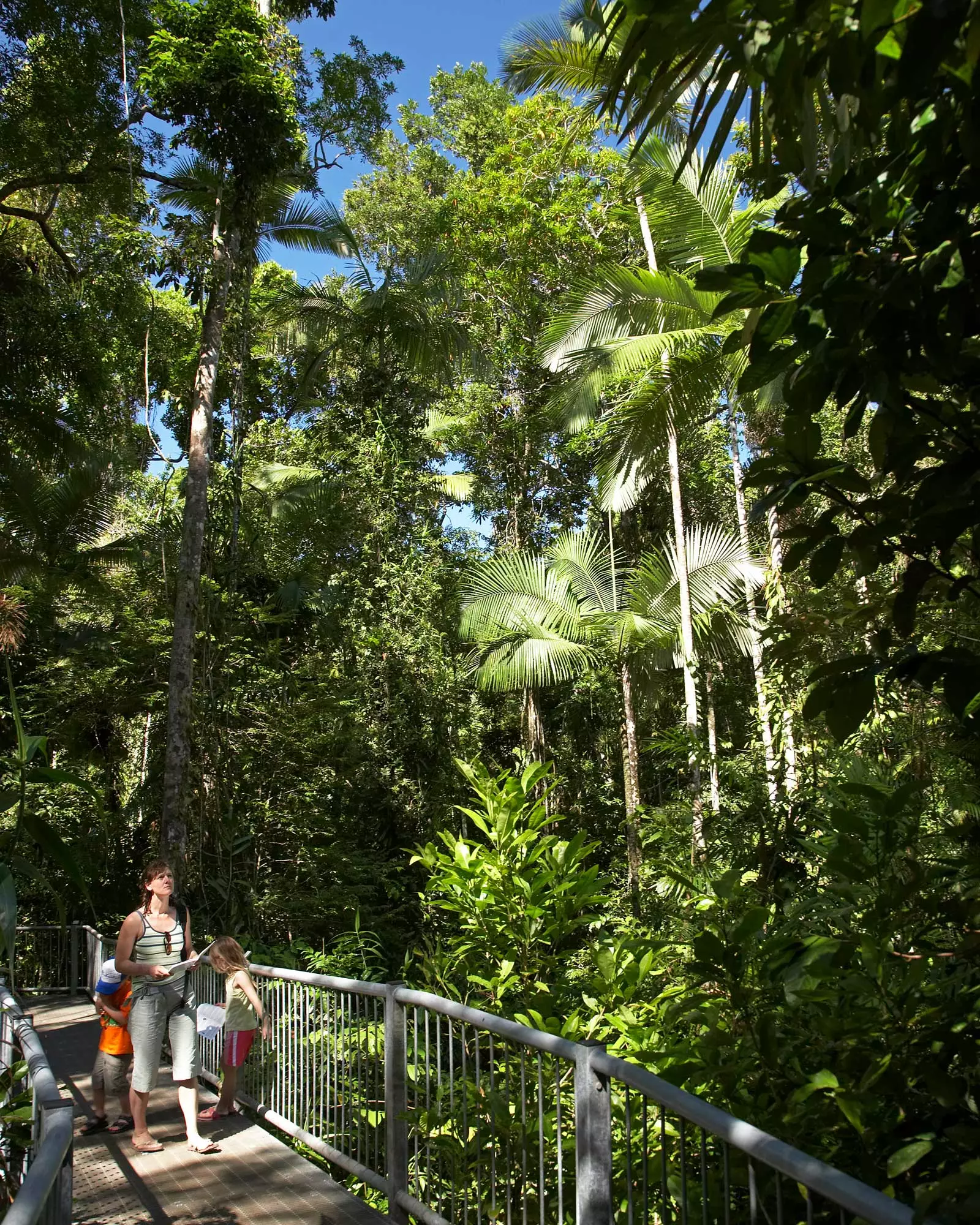 Teulu ar Lwybr Canopi Coedwig Law o'r Awyr, Canolfan Ddarganfod Daintree