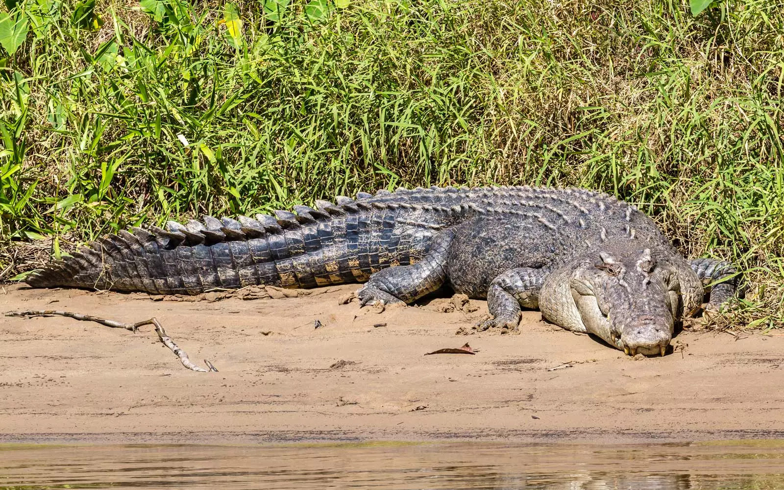 Usa ka hamtong nga ihalas nga saltwater crocodile (Crocodylus porosus), sa daplin sa Daintree River, Daintree rain forest, Queensland, Australia, Pacific