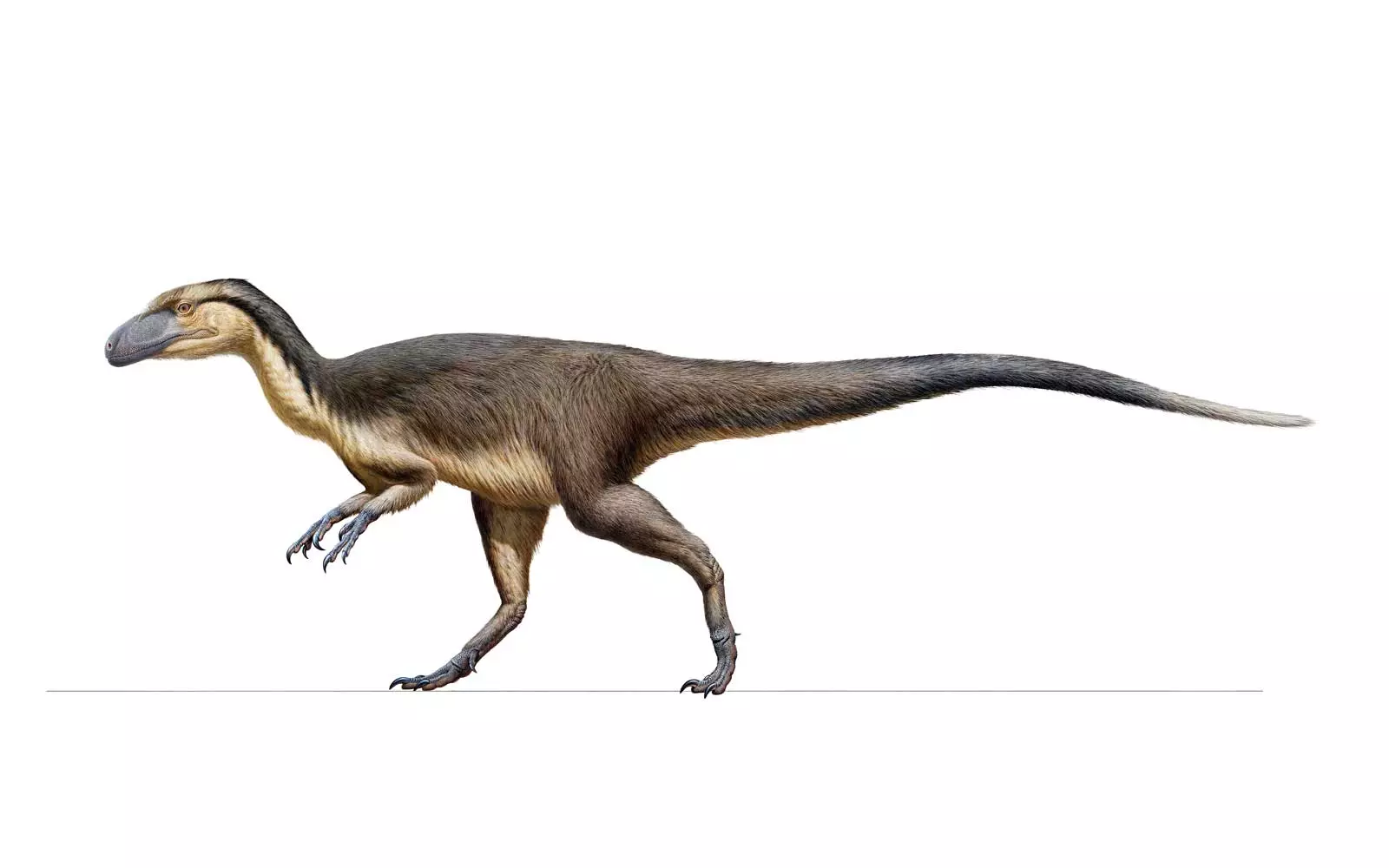 Australijos plunksnuoto poliarinio dinozauro rekonstrukcija. Autorių teisės Peter Trusler 2019