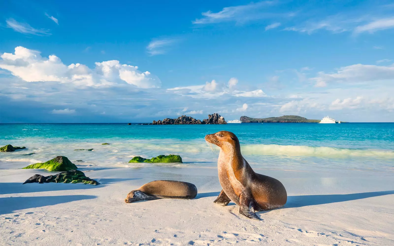 Galapagos Inselen