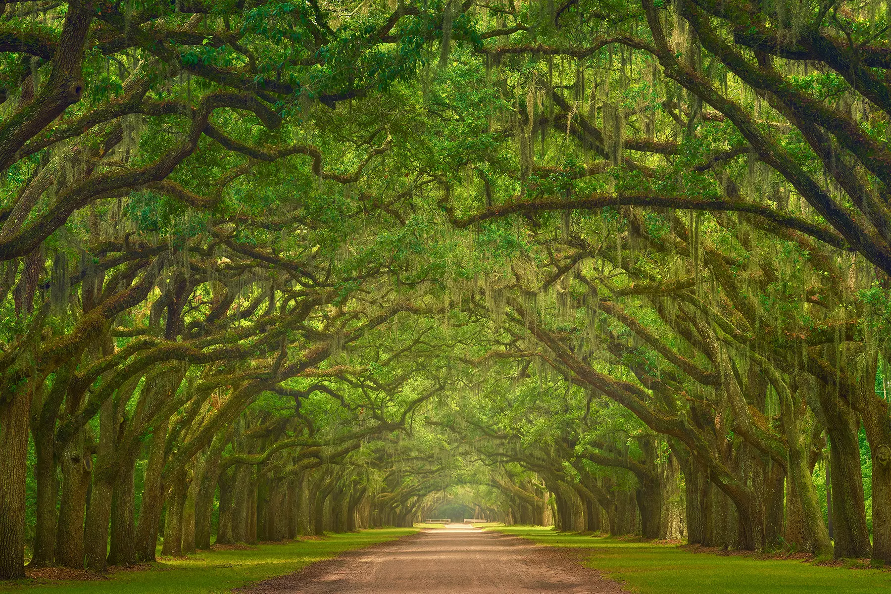 Savannadagi Wormsloe plantatsiyasidagi eman daraxti bilan qoplangan yo'l.