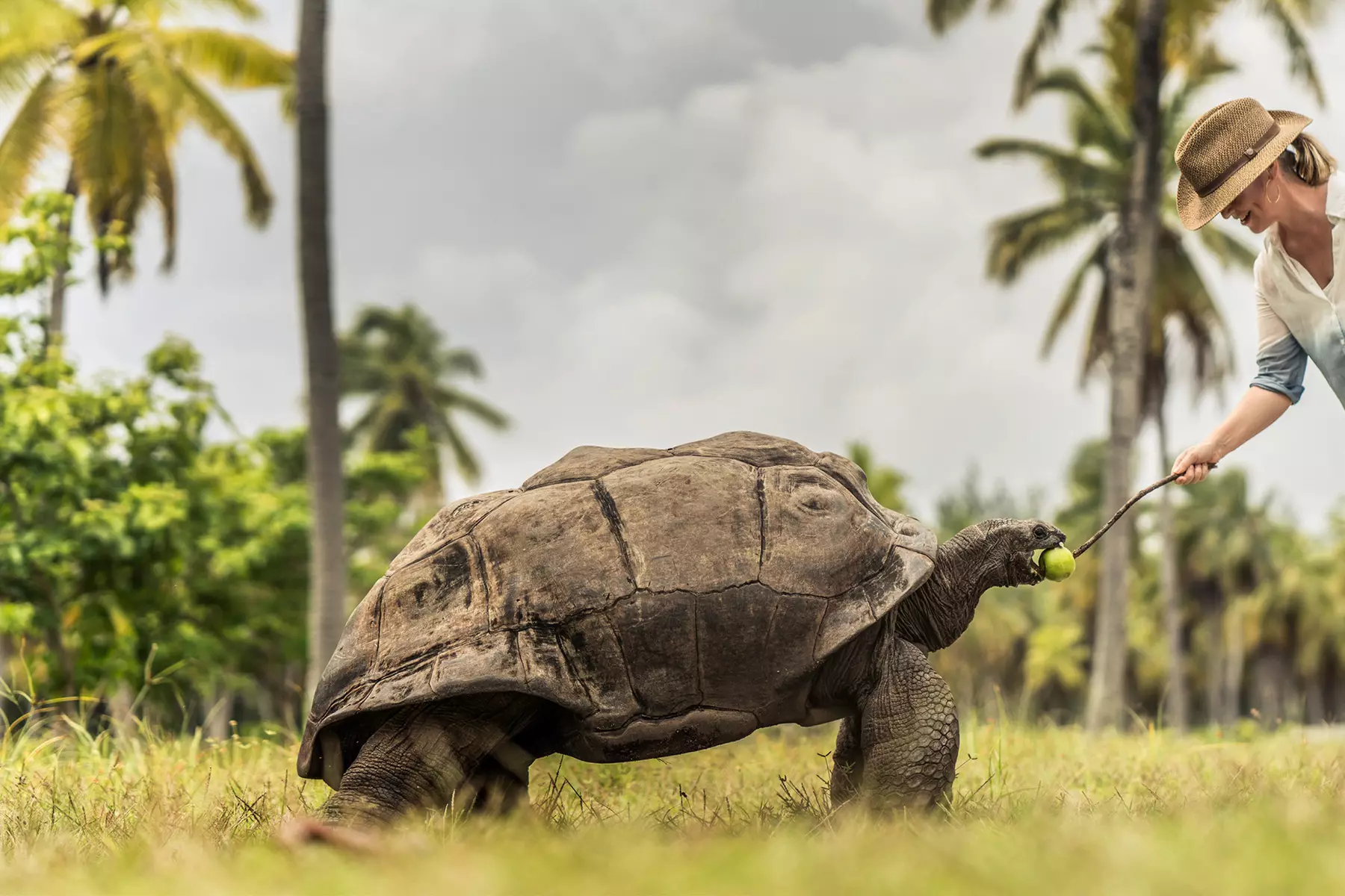 Nourrir une tortue géante à Four Season Seychelles à Desroches Island