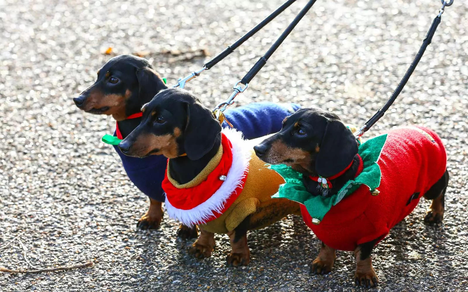 Mga aso na nakikibahagi sa isang sausage dog na maligaya na paglalakad sa Hyde Park, London.