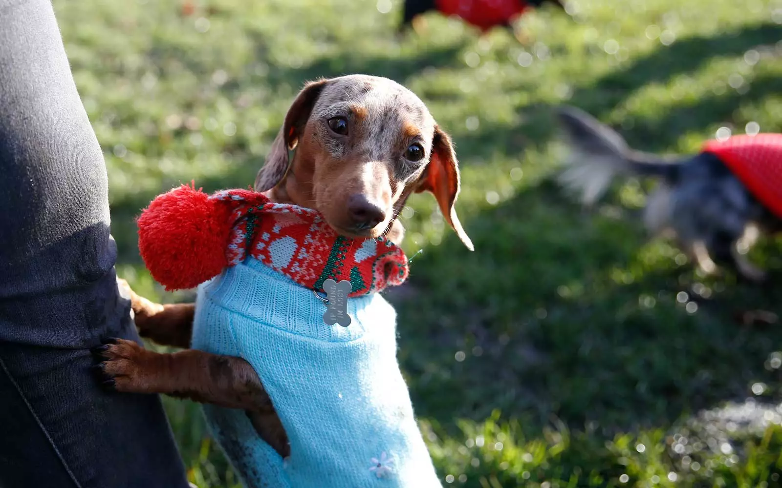 Mga aso na nakikibahagi sa isang sausage dog na maligaya na paglalakad sa Hyde Park, London.