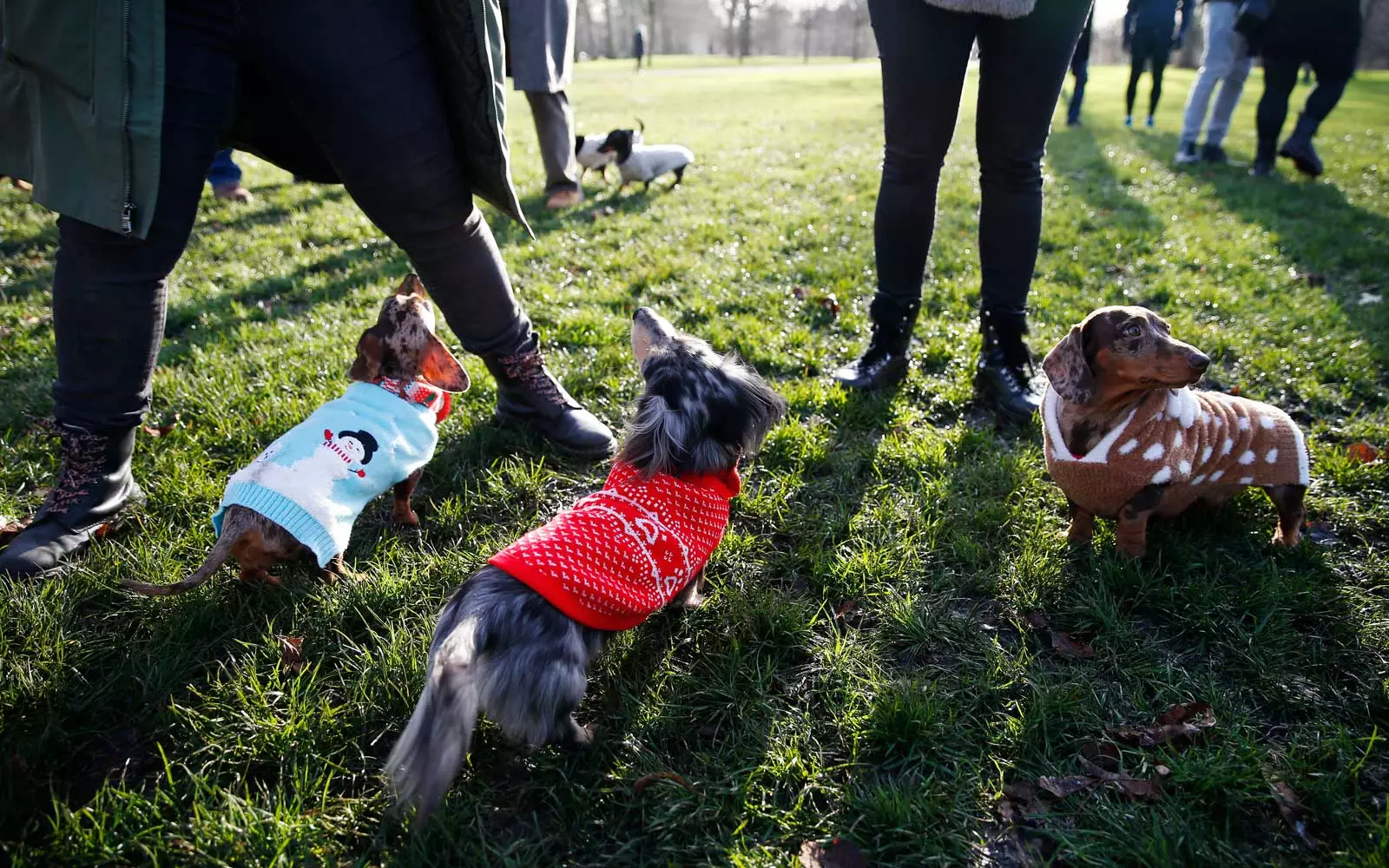 Qentë që marrin pjesë në një shëtitje festive të qenve sallam në Hyde Park, Londër.