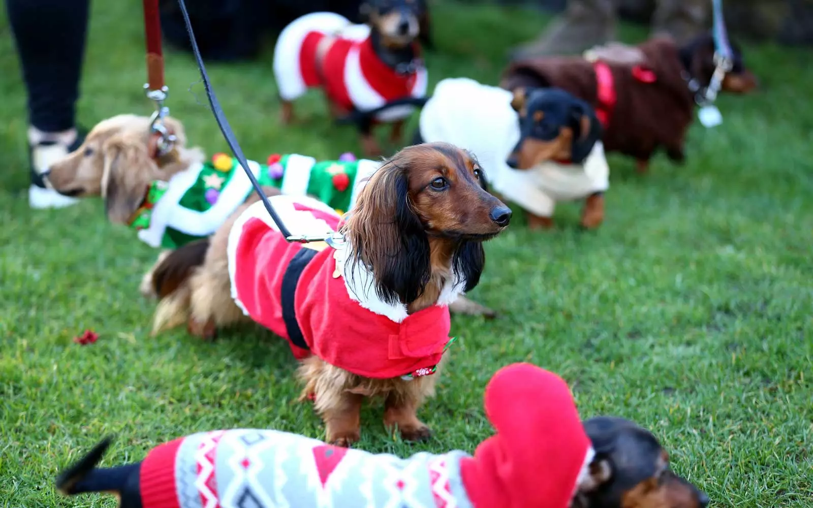 Hunder som deltar i en pølsehundfestlig tur i Hyde Park, London.