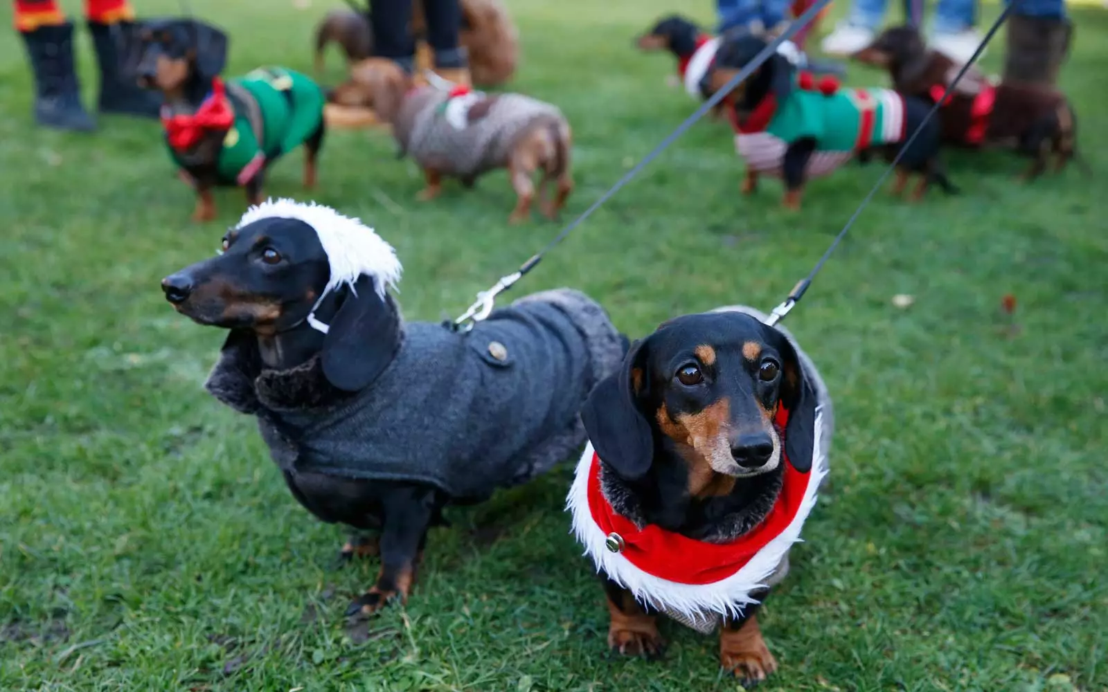 I cani che prendono parte a una passeggiata festiva del cane salsiccia in Hyde Park, Londra.