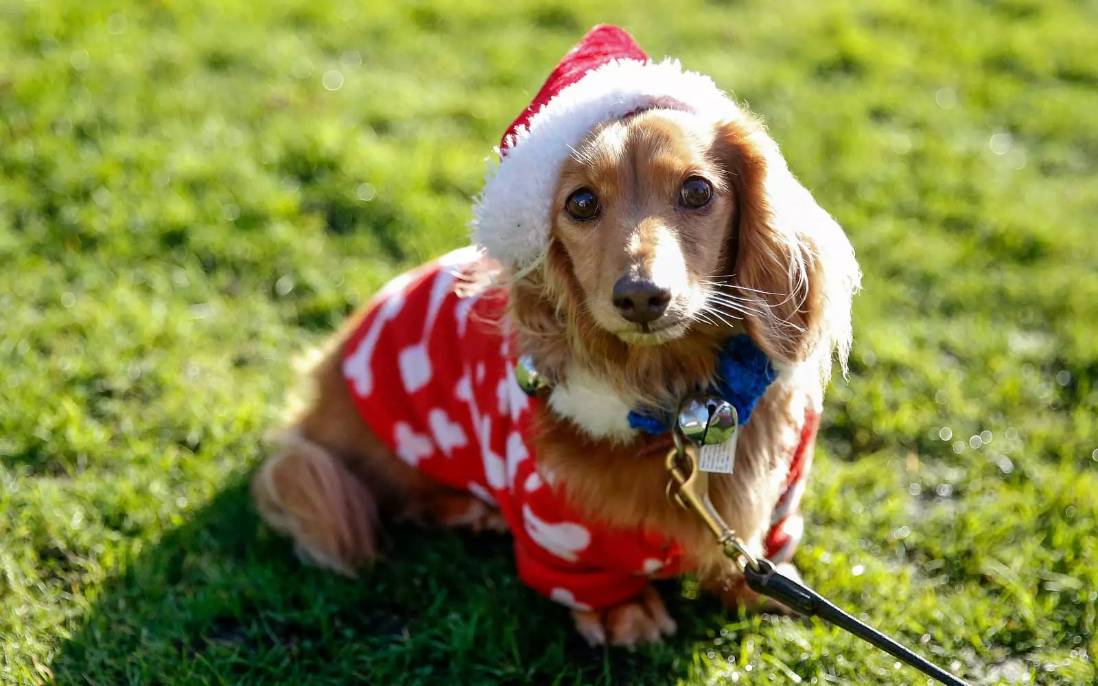 Mga aso na nakikibahagi sa isang sausage dog na maligaya na paglalakad sa Hyde Park, London.