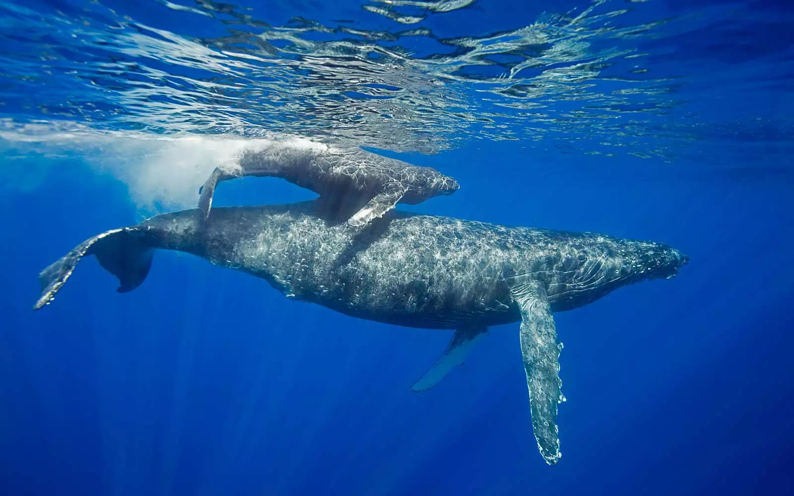 Usa ka inahan ug nati nga paris sa humpback whale, (Megaptera novaeangliae), mianhi sa ibabaw sa tubig