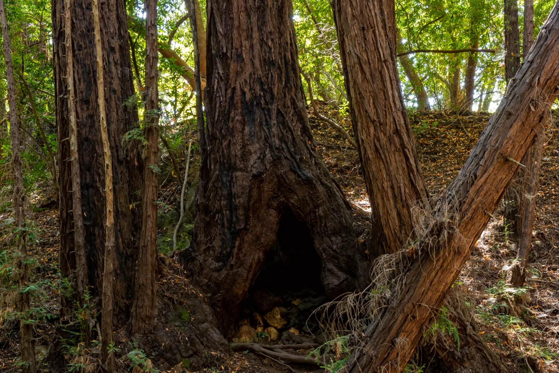 Redwoods y tu mewn i Barc Talaith Pfeiffer Big Sur